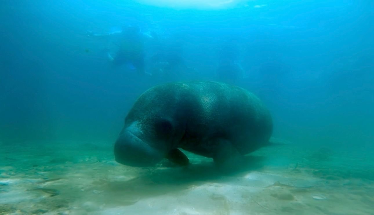 Snorkel with Manatees & Turtles in San Juan, Puerto Rico