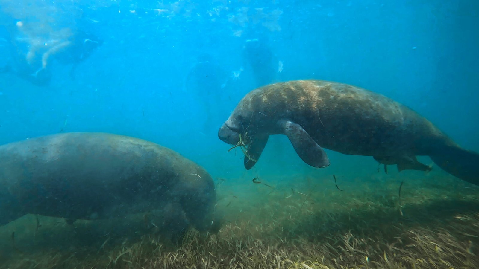 Snorkel with Manatees & Turtles in San Juan, Puerto Rico